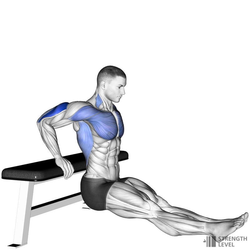 Bench Dips Standards For Men And Women lb Strength Level