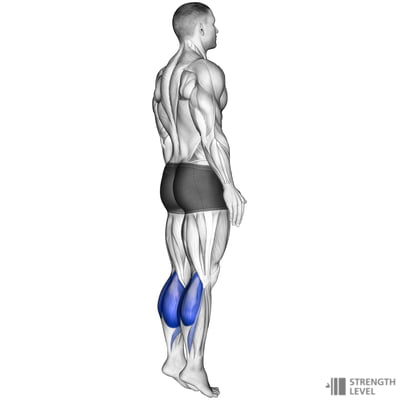 Bodyweight Calf Raise Standards for Men and Women (lb) - Strength Level
