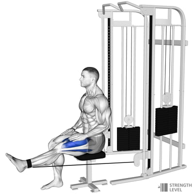 Cable Leg Extension Standards for Men and Women (lb) - Strength Level