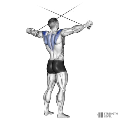 Standard di Croci inverse ai Cavi per Uomini e Donne (kg) - Strength Level