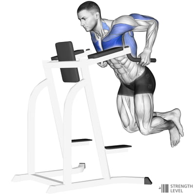 Dips Standards for Men and Women (lb) - Strength Level