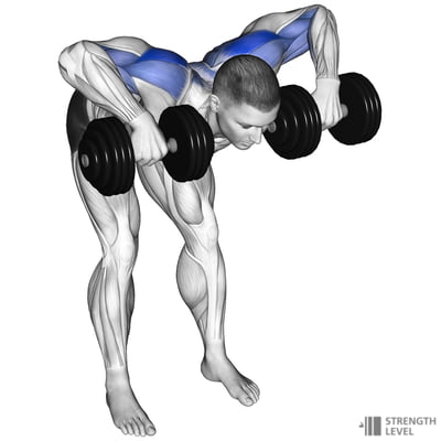 Dumbbell Face Pull Standards for Men and Women (lb) - Strength Level