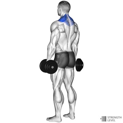 Dumbbell Shrug How To - Strength Level