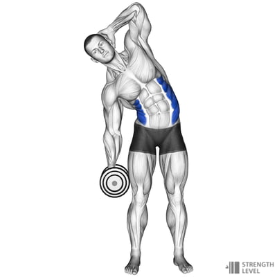 Dumbbell Side Bend Standards for Men and Women (lb) - Strength Level