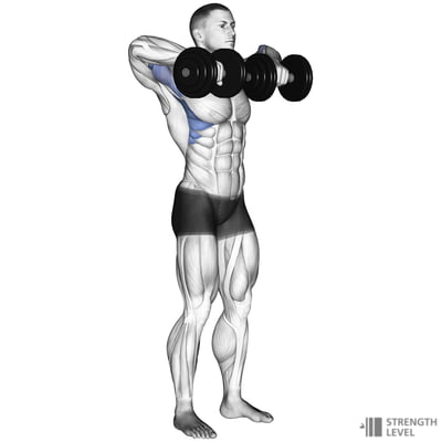 Dumbbell Upright Row Standards for Men and Women (kg) - Strength Level