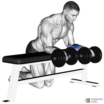 Dumbbell Wrist Curl Standards for Men and Women (lb) - Strength Level