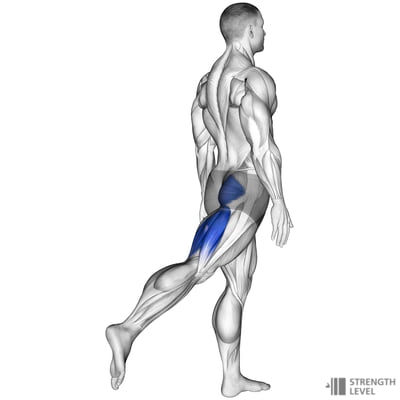 Hip Extension Standards for Men and Women (kg) - Strength Level