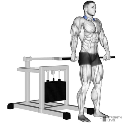 Machine Shrug Standards for Men and Women (lb) - Strength Level