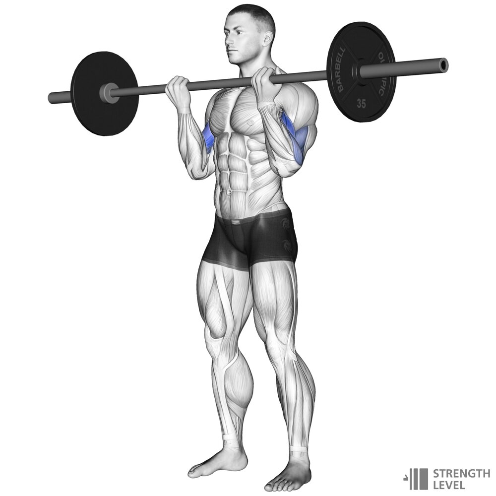 Barbell Curl Standards For Men And Women lb Strength Level