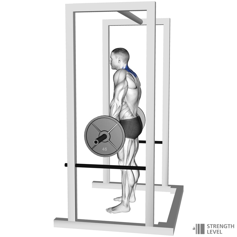 Barbell Power Shrug Standards For Men And Women lb Strength Level