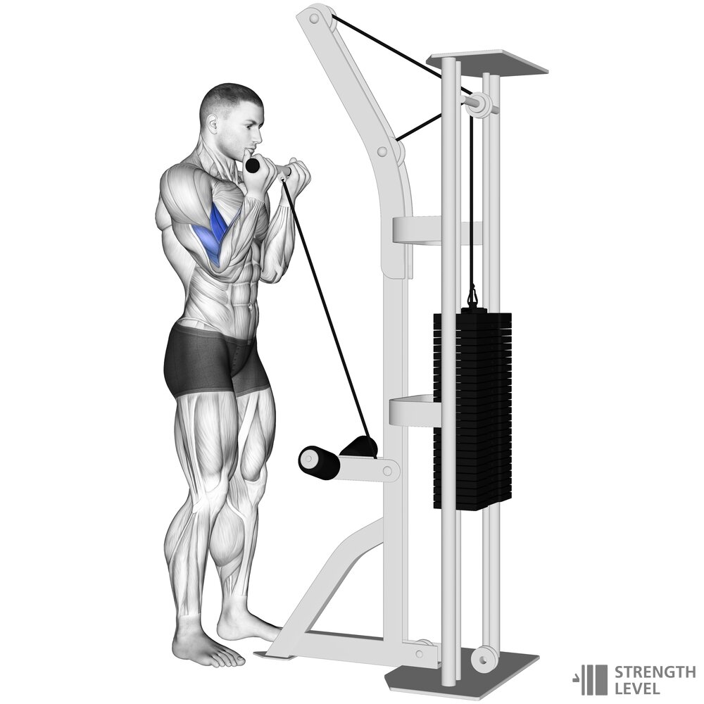 Cable Bicep Curl Standards For Men And Women lb Strength Level