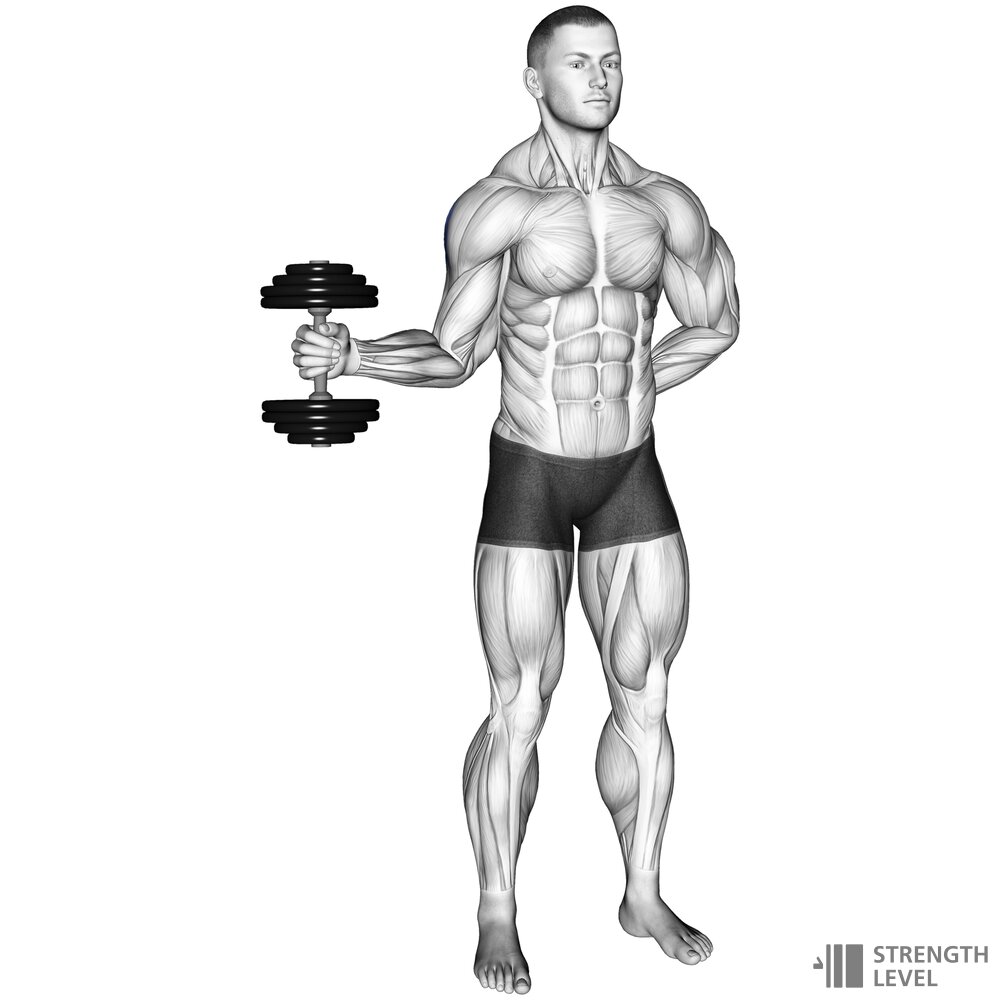 Dumbbell External Rotation Standards For Men And Women lb Strength 