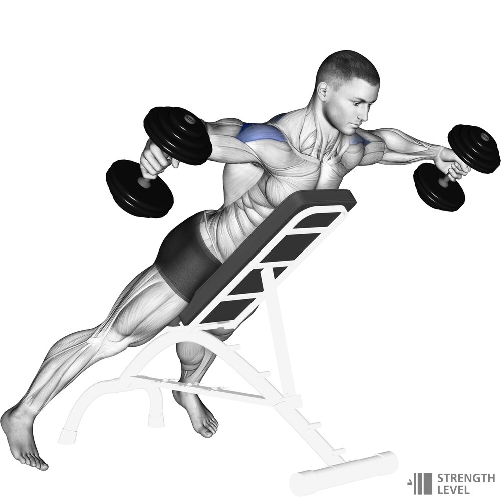 Dumbbell Reverse Fly Standards for Men and Women (kg) - Strength Level