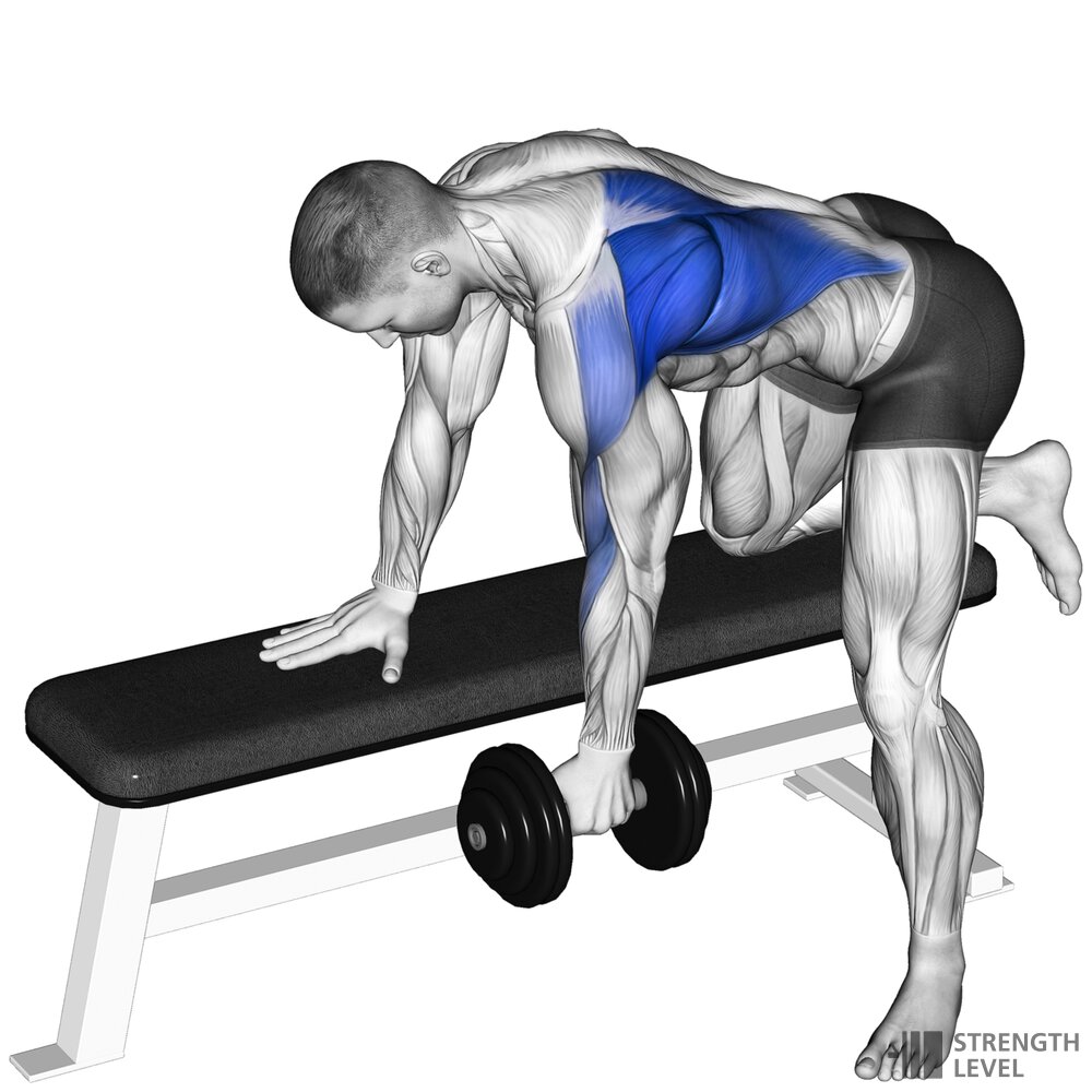 Dumbbell Row Standards For Men And Women lb Strength Level