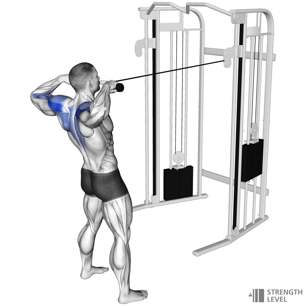 Face Pull Standards For Men And Women lb Strength Level Face Pull Standards For Men And Women lb Strength Level