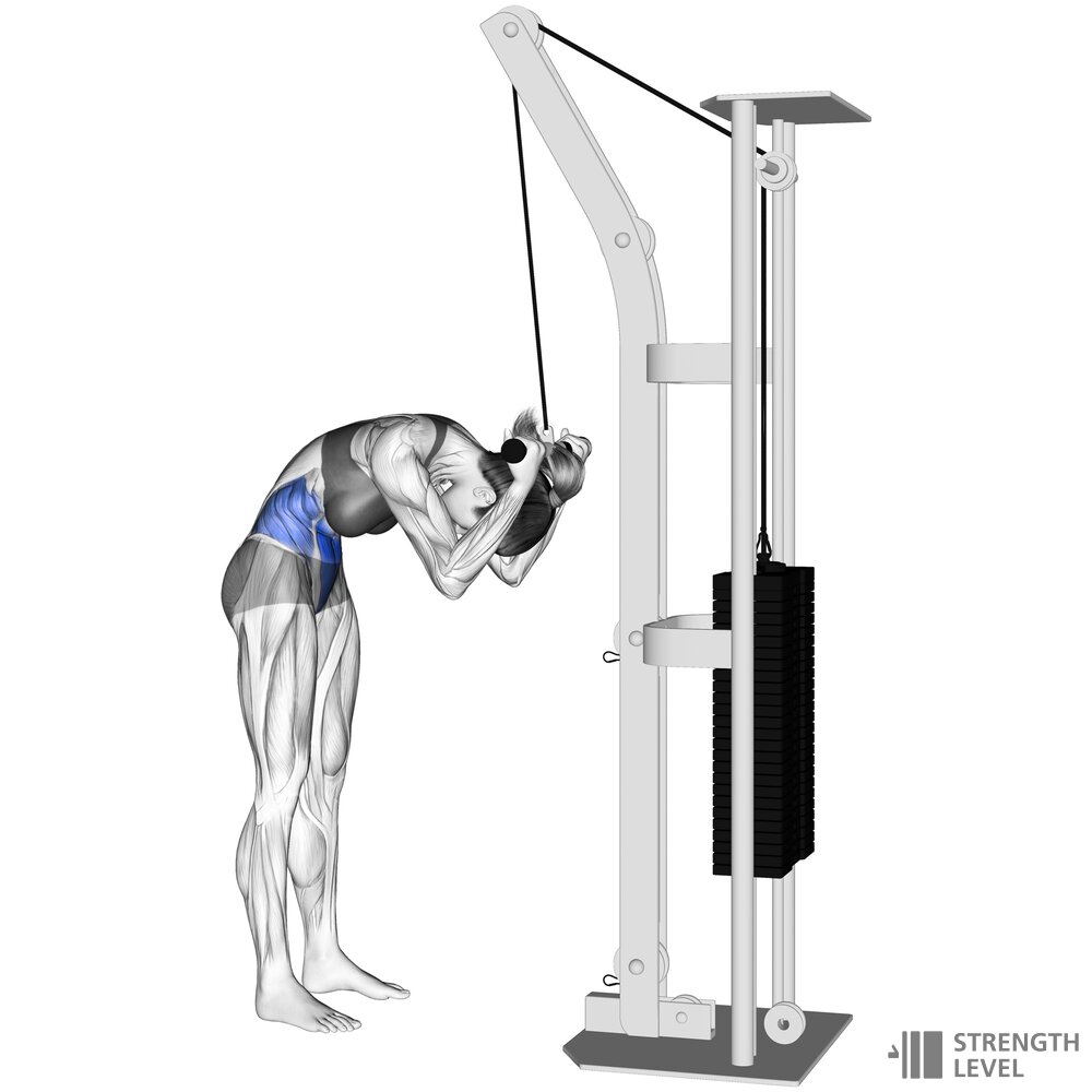 Standing Cable Crunch Standards for Men and Women (lb) - Strength Level