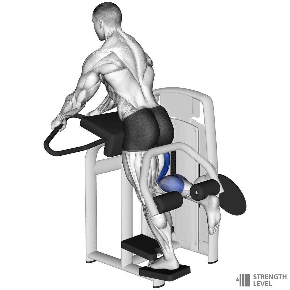 Standing Leg Curl Standards For Men And Women lb Strength Level